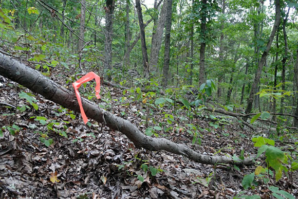 Tips For Blood Trailing & Tracking Wounded Deer