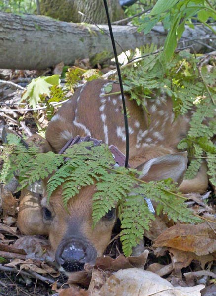 What Is Killing Newborn Fawns In Farm Country?