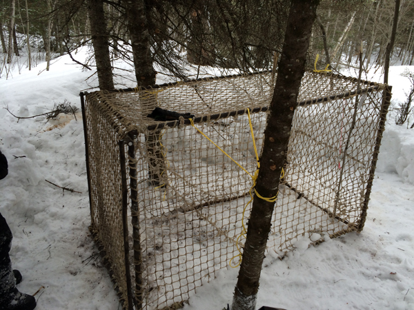 Trapping Whitetails in Minnesota