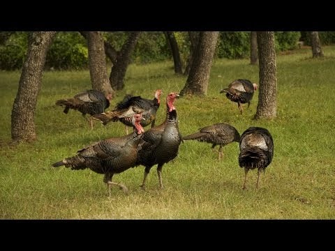 Turkey Hunting Tips and Tricks | Bowhunting Videos
