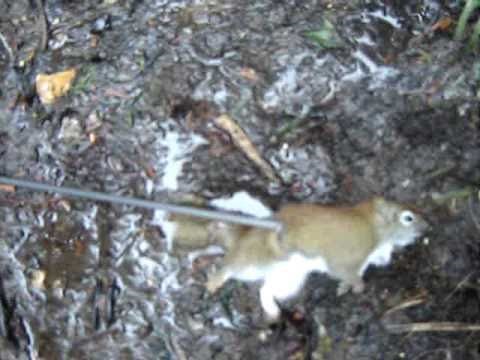 Instant Kill on a Squirrel | Bowhunting Videos
