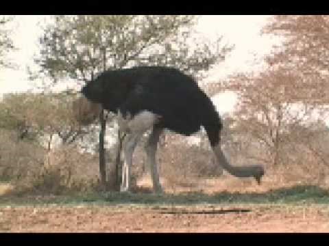 Ostrich Hunt | Bowhunting Videos