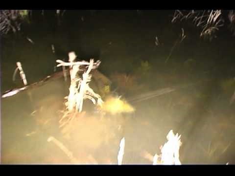 Swamp Bowfishing at Night | Bowhunting Videos