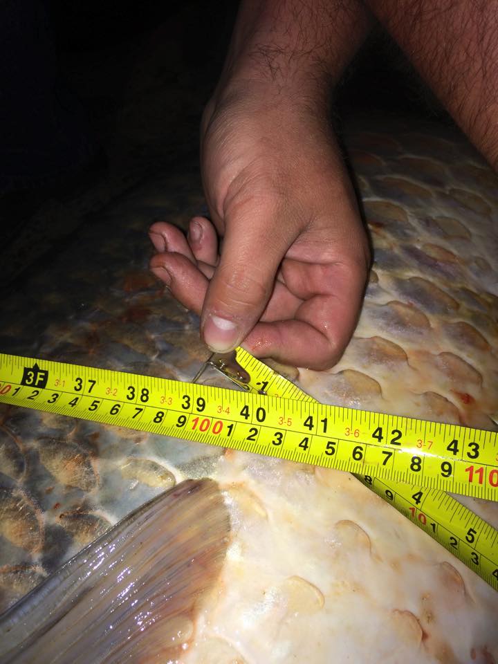 New World Record Grass Carp | Bowhunting.com