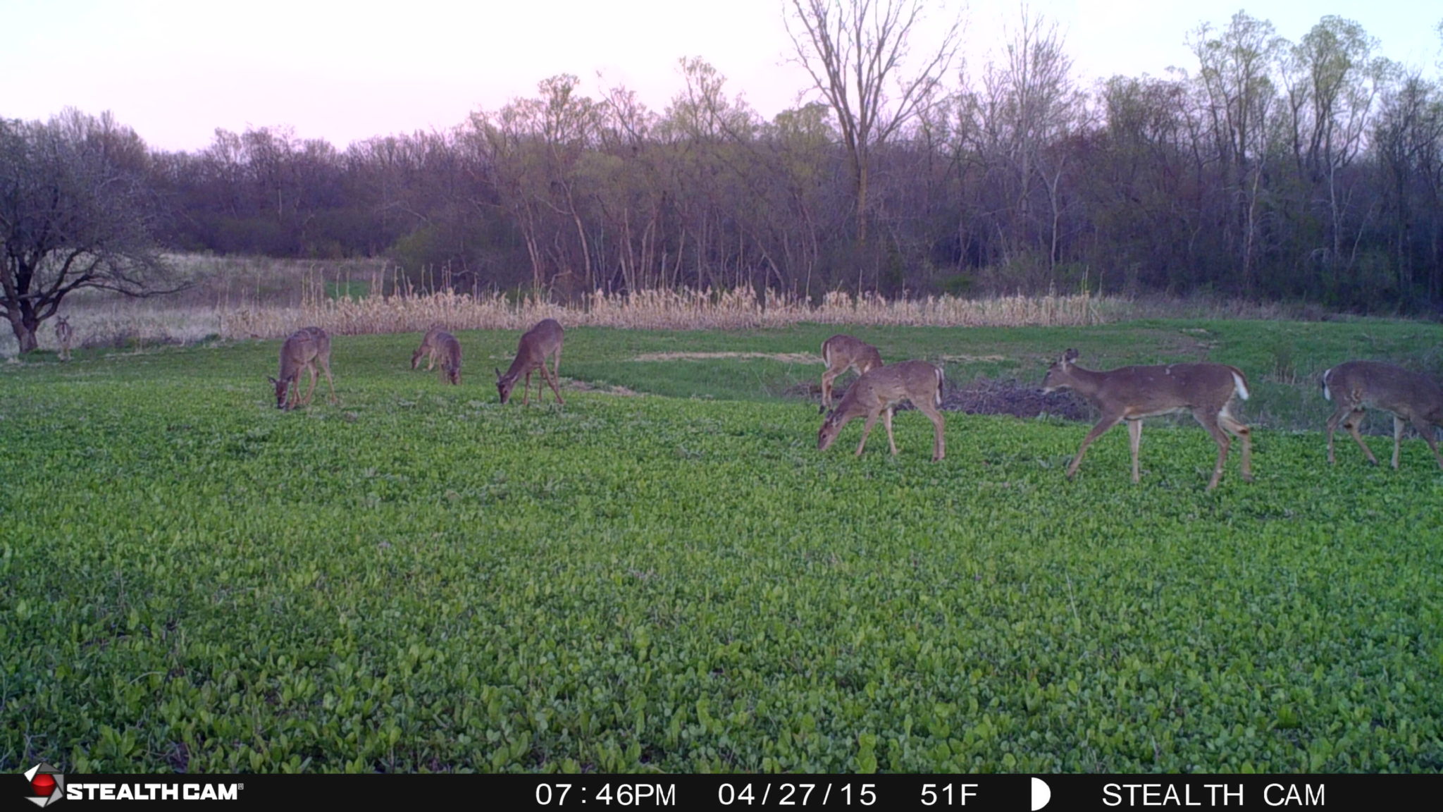 Trail Camera Photos | Bowhunting.com