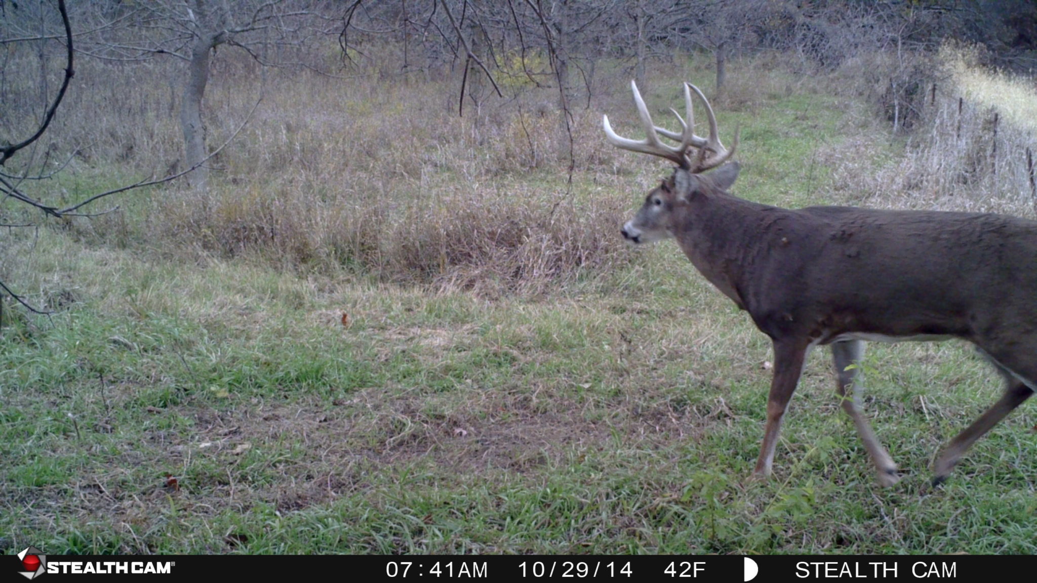 Trail Camera Photos | Bowhunting.com