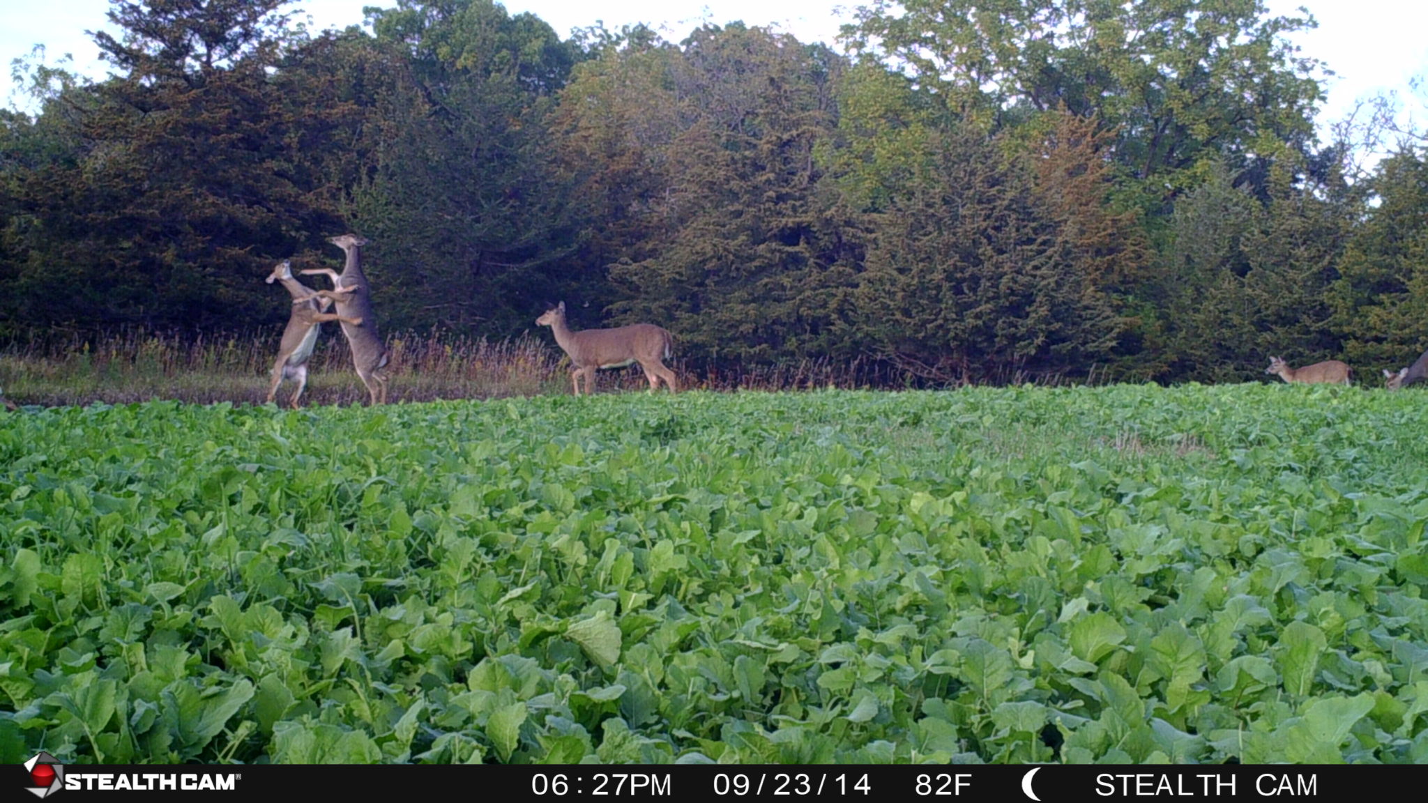 Trail Camera Photos | Bowhunting.com