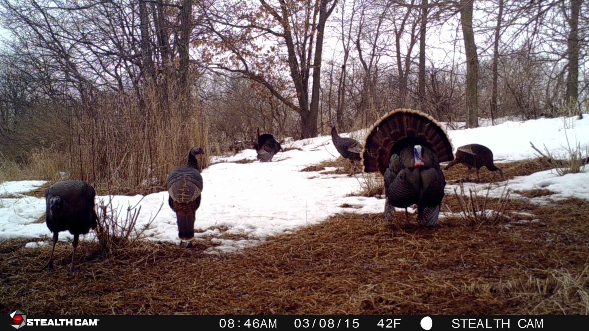 Trail Camera Photos | Bowhunting.com
