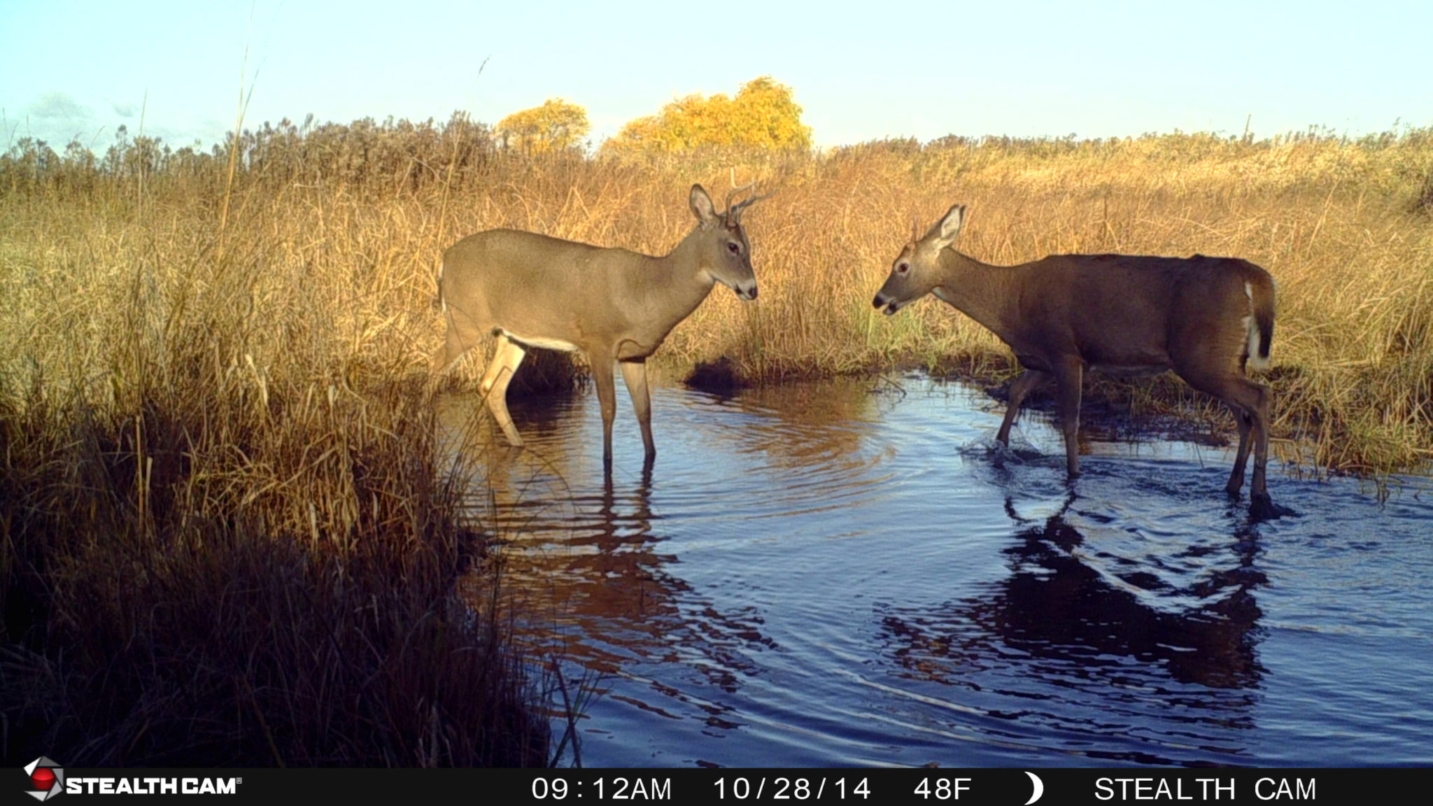Trail Camera Photos | Bowhunting.com