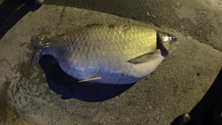 New World Record Grass Carp | Bowhunting.com