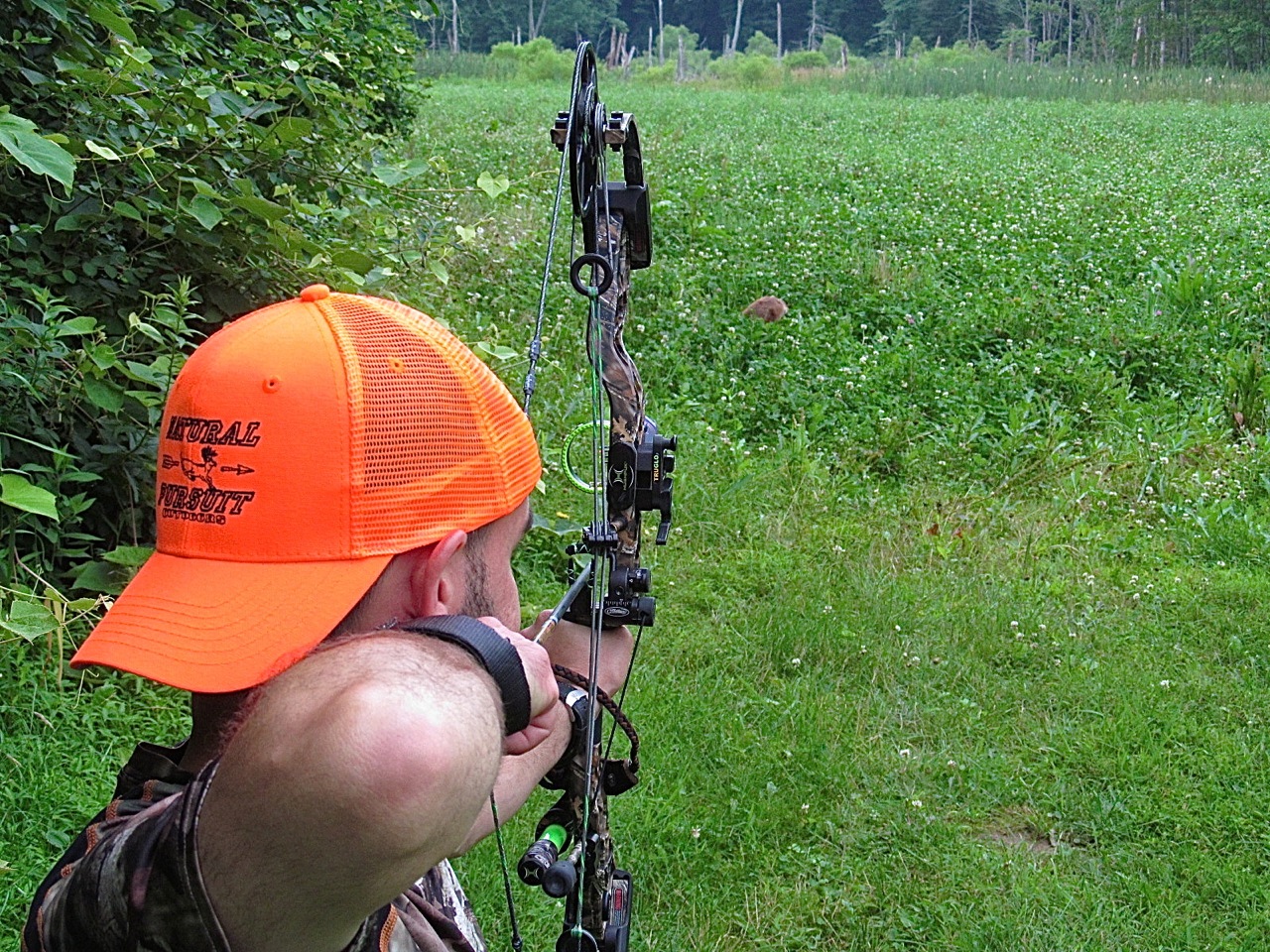 Spot and Stalk Groundhogs for Summertime Bowhunting Action | Bowhunting.com