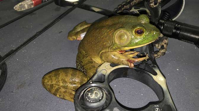 Froggin' With a Bow