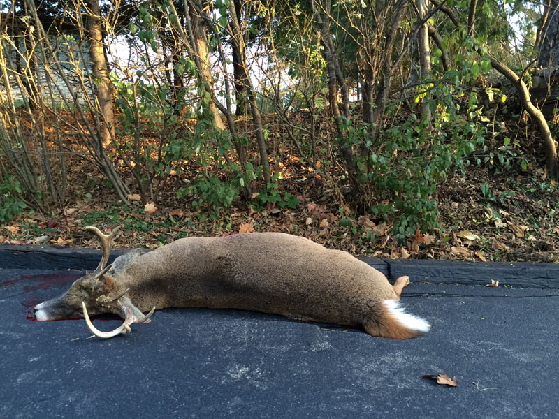 Bow-Killed Buck Drops in Driveway | Bowhunting.com
