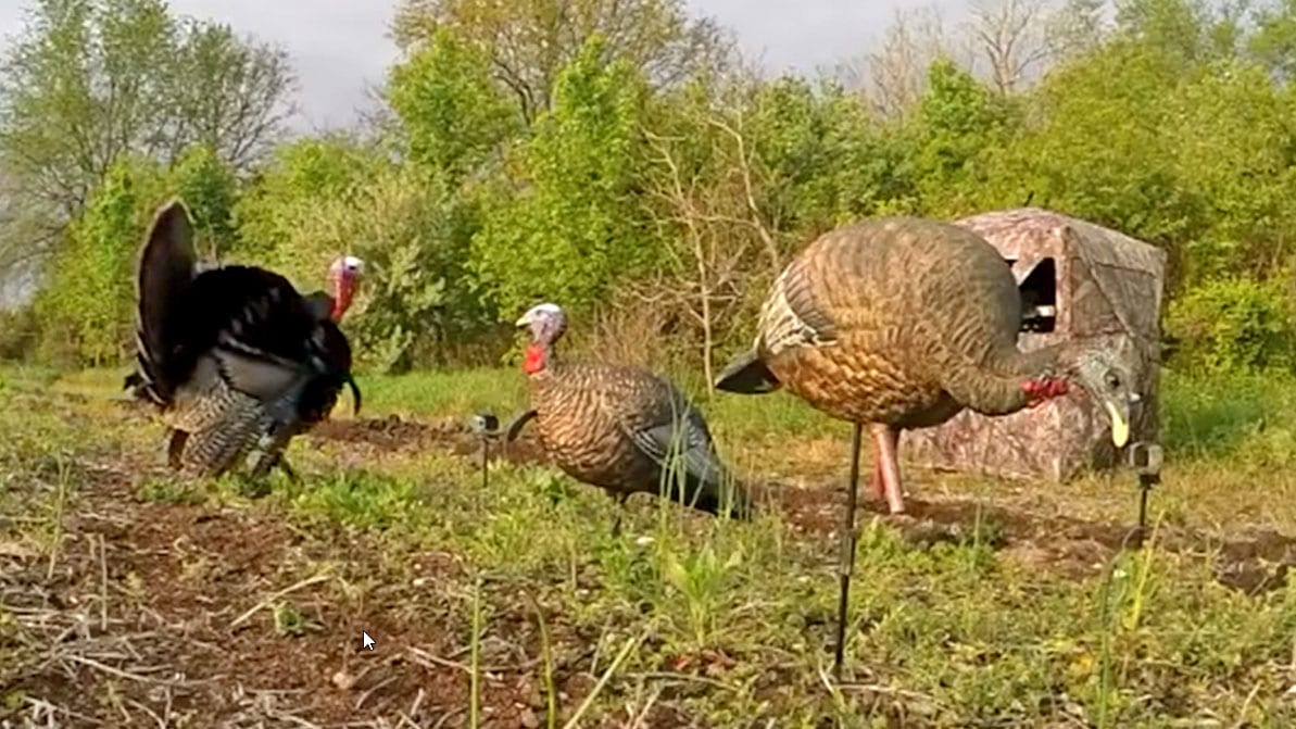 Top 5 Turkey Decapitation Videos | Bowhunting.com
