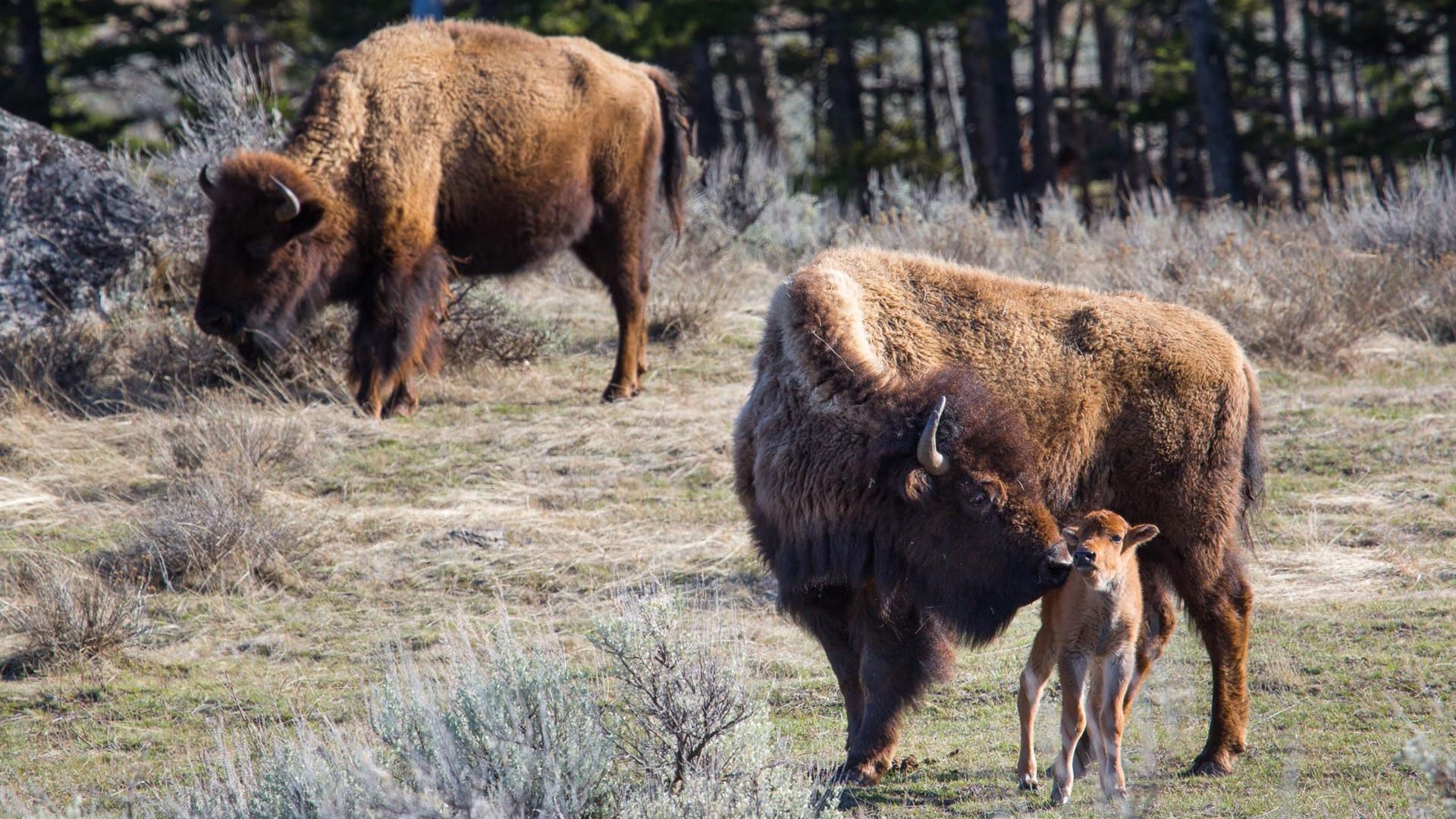 Don't Feed the Bears...Or Stick a Bison Calf in Your Trunk | Bowhunting.com