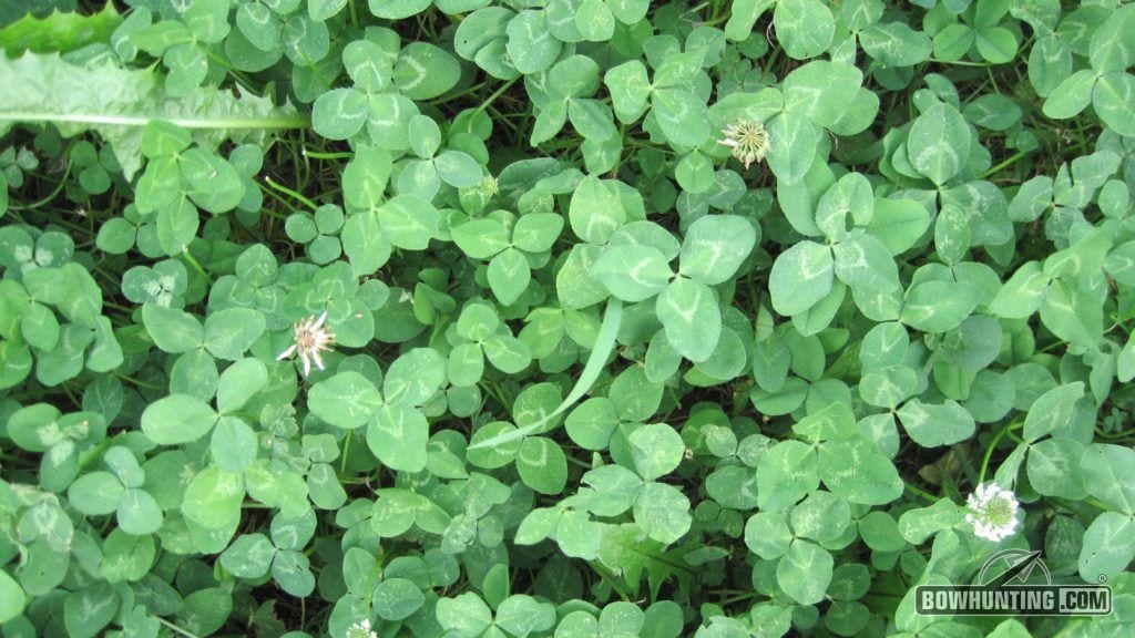 How To Create the Perfect Kill Plot | Bowhunting.com