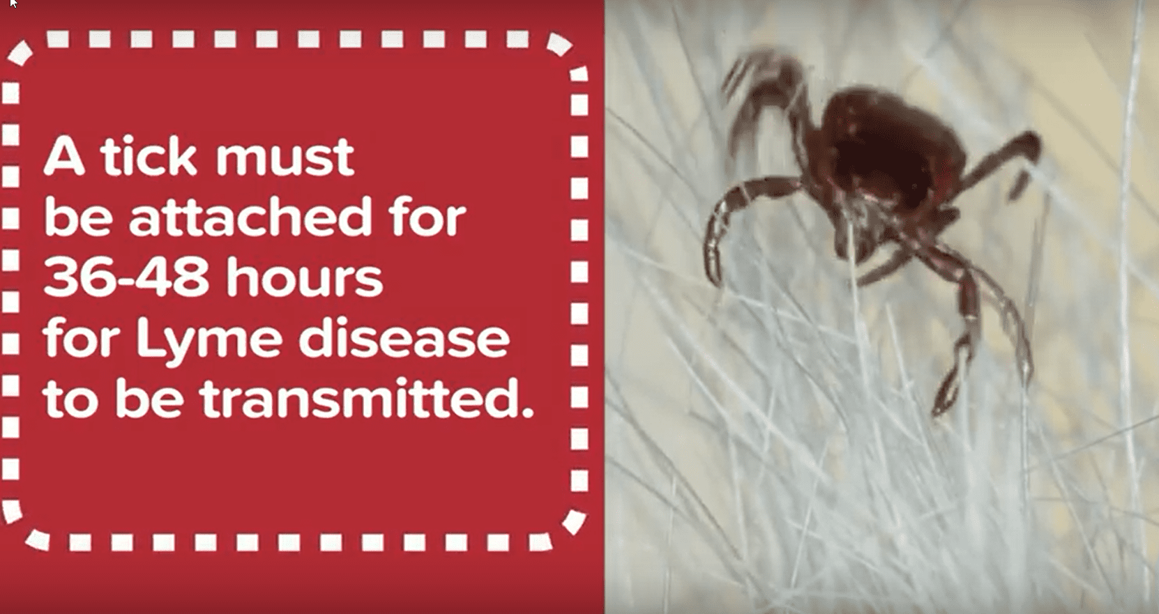 Tick Bite Facts & Myths | Bowhunting.com