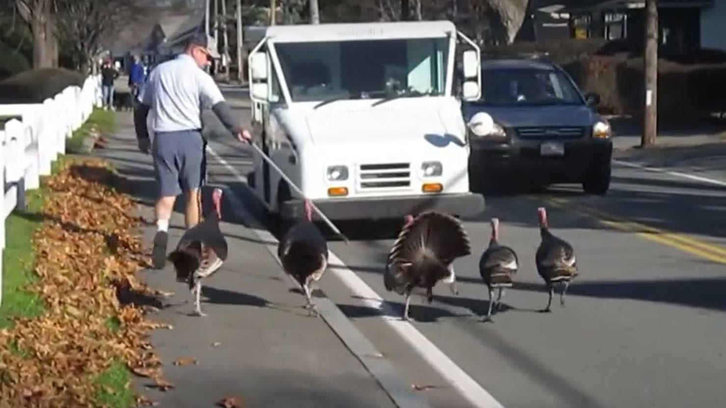 Turkeys VS. Mailman [VIDEO] | Bowhunting.com