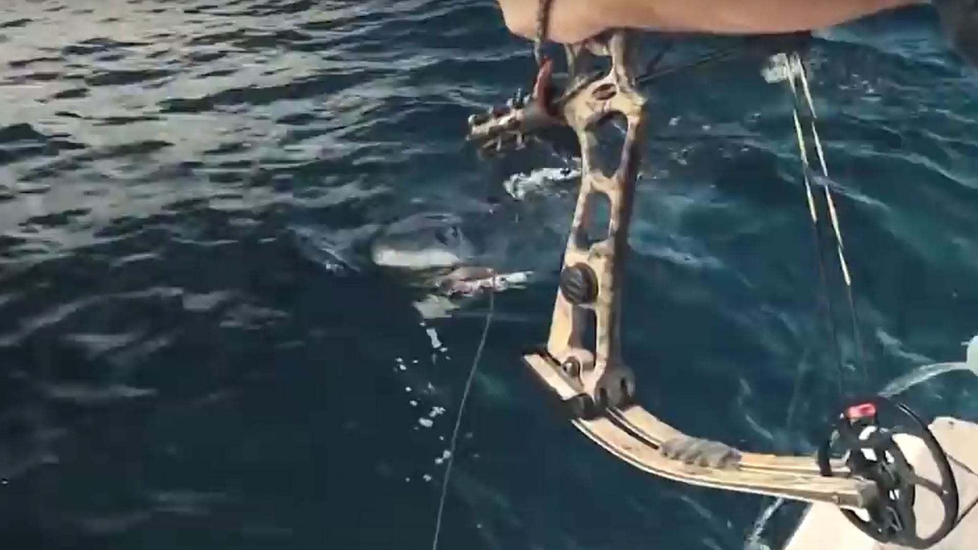 World Record Shark With a Bow [VIDEO] | Bowhunting.com