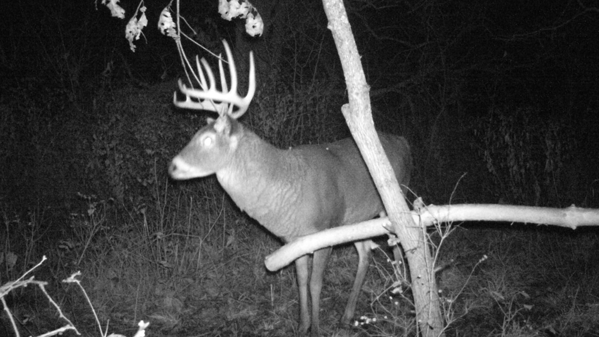 How To Make a Horizontal Rub Post For Deer...And Why You Should ...