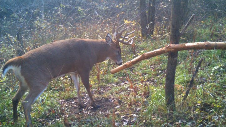 How To Make a Horizontal Rub Post For Deer...And Why You Should ...