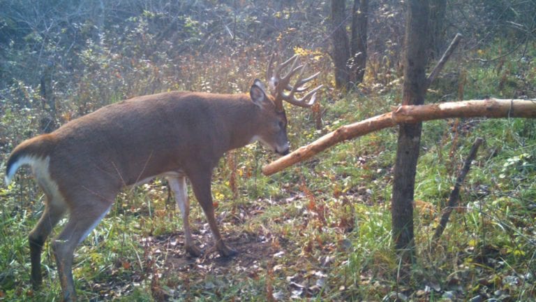 How To Make a Horizontal Rub Post For Deer...And Why You Should ...