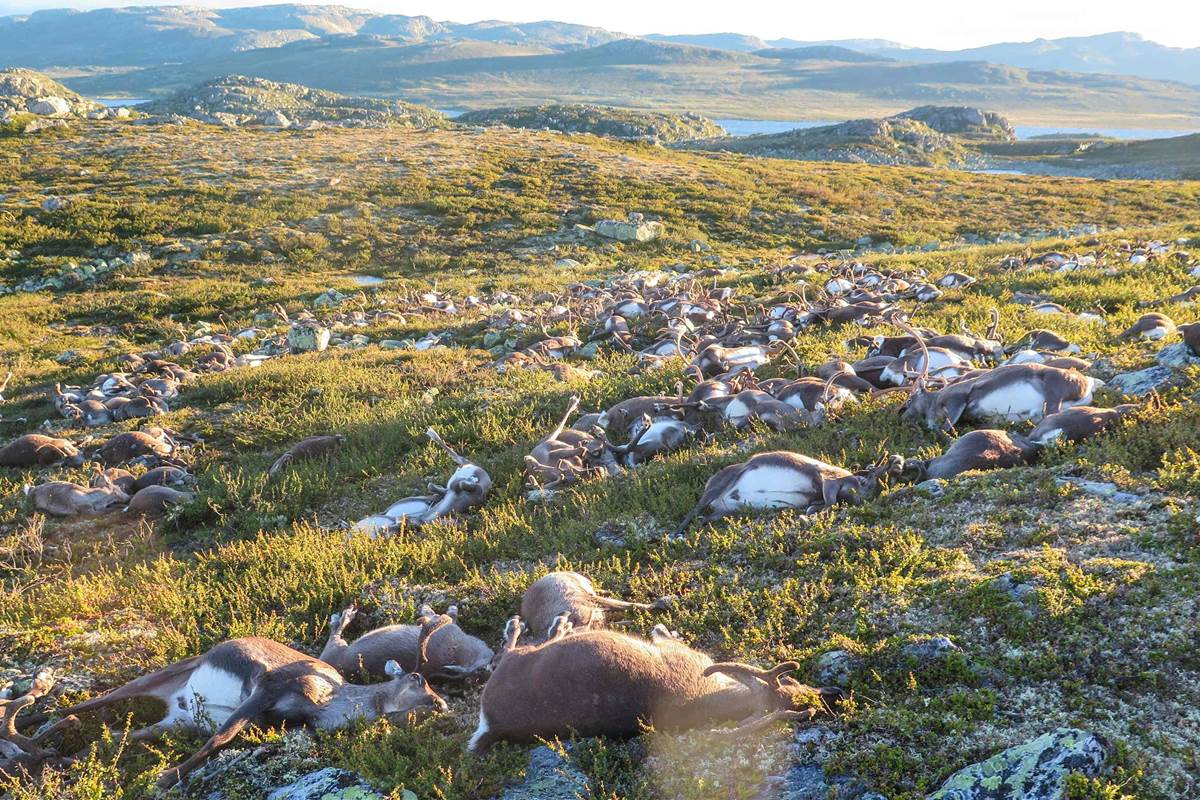 323 Reindeer Dead From Lightning Strike | Bowhunting.com