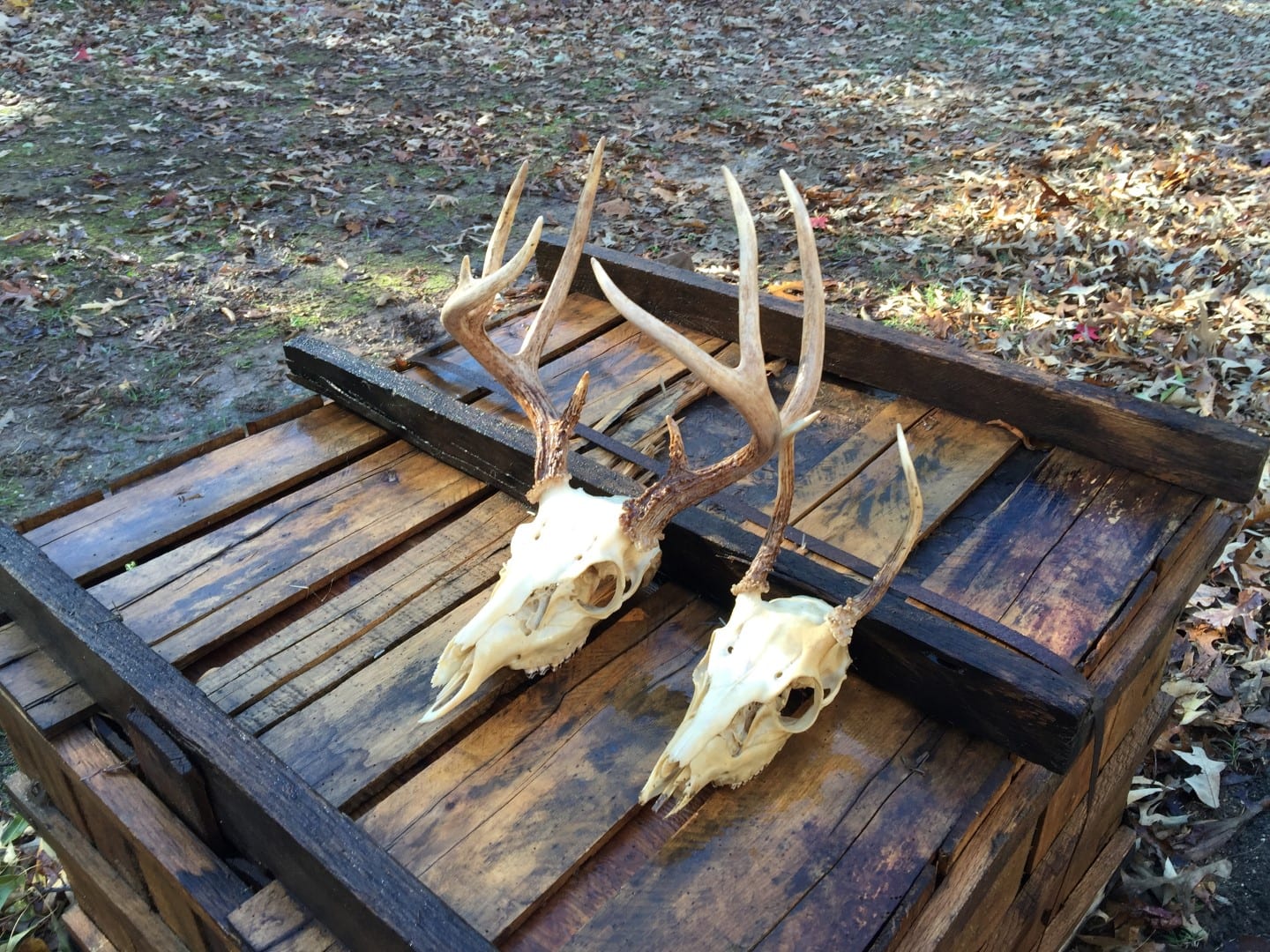 How To Do a European Deer Mount | Bowhunting.com