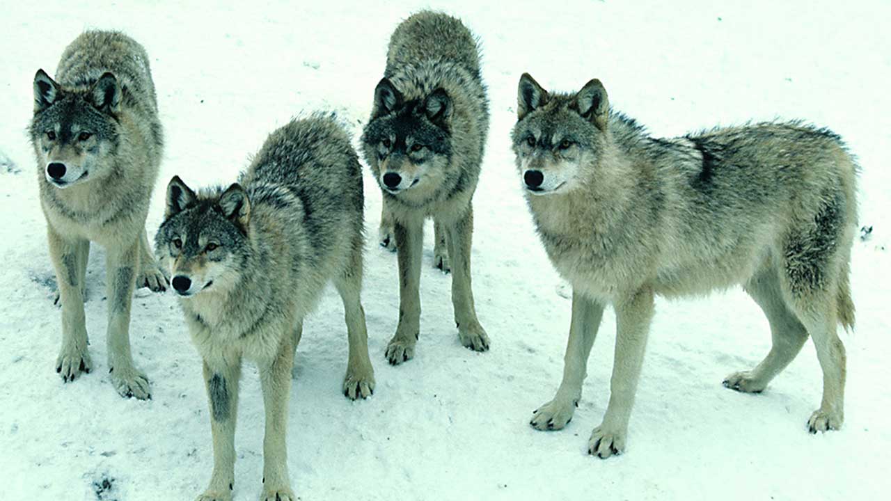 Wolf Hearing Will Solve Nothing | Bowhunting.com