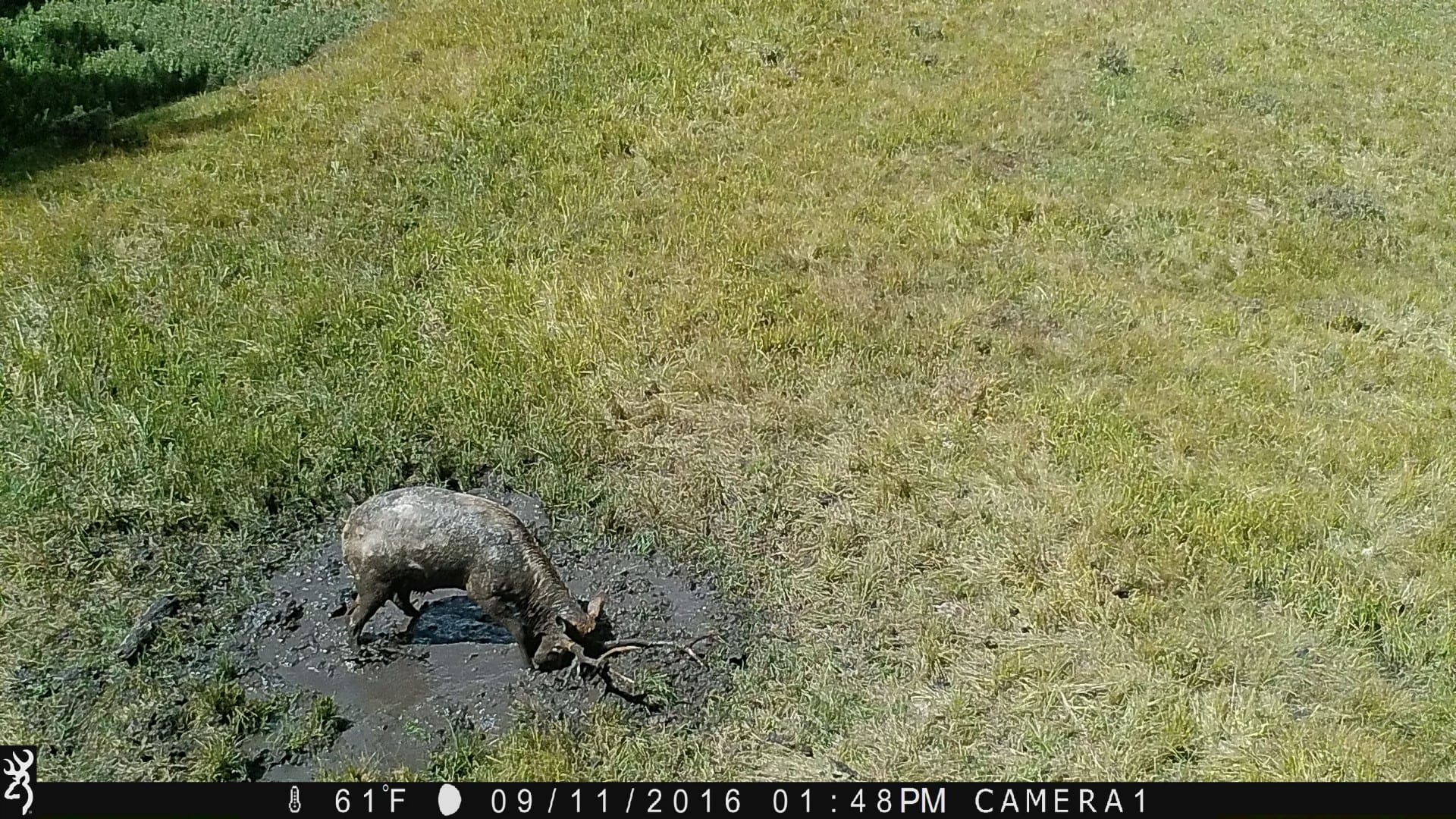 The Elk Wallow | Bowhunting.com