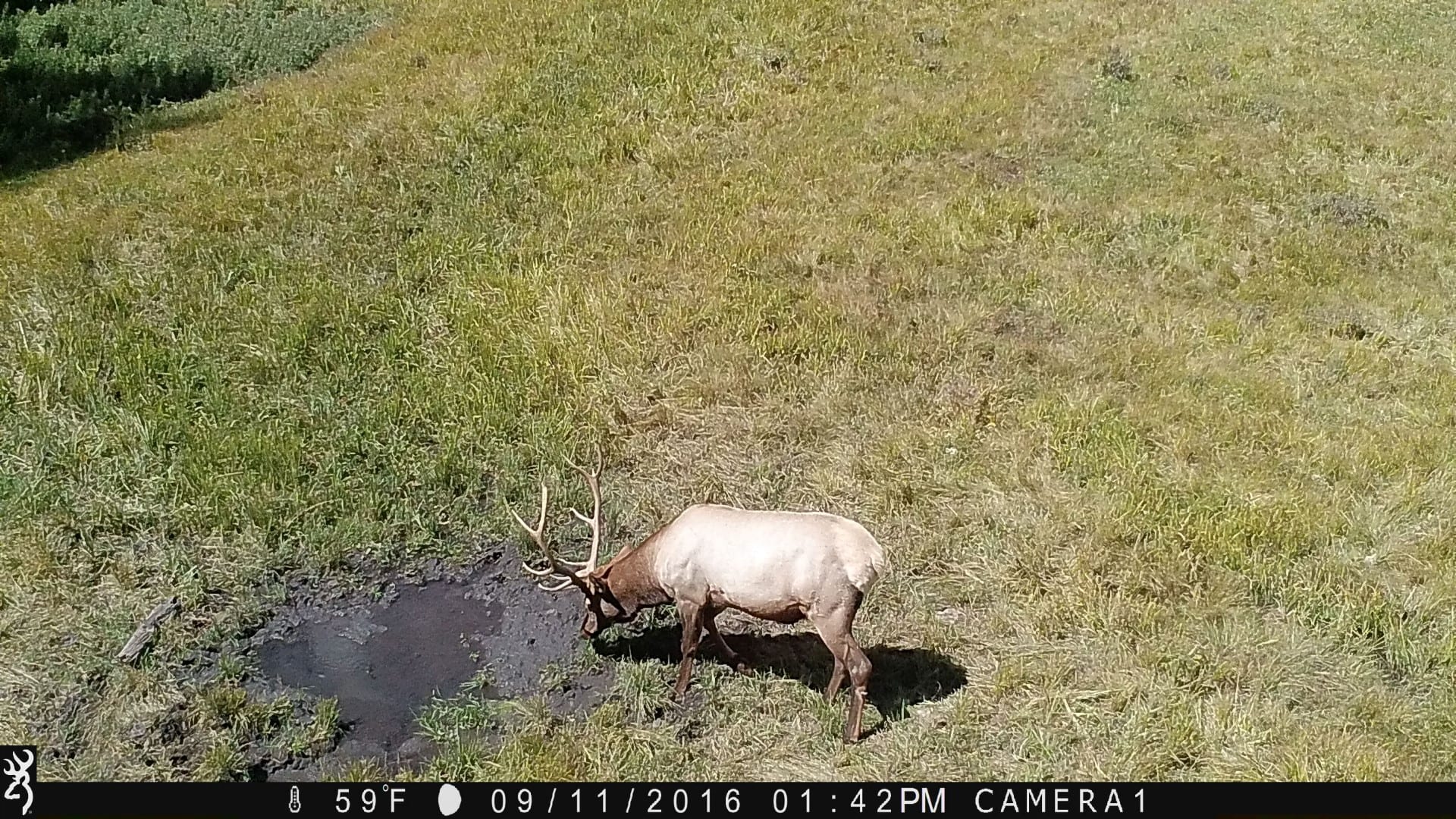 The Elk Wallow | Bowhunting.com