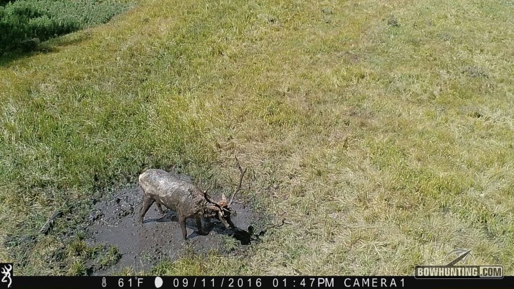 The Elk Wallow | Bowhunting.com