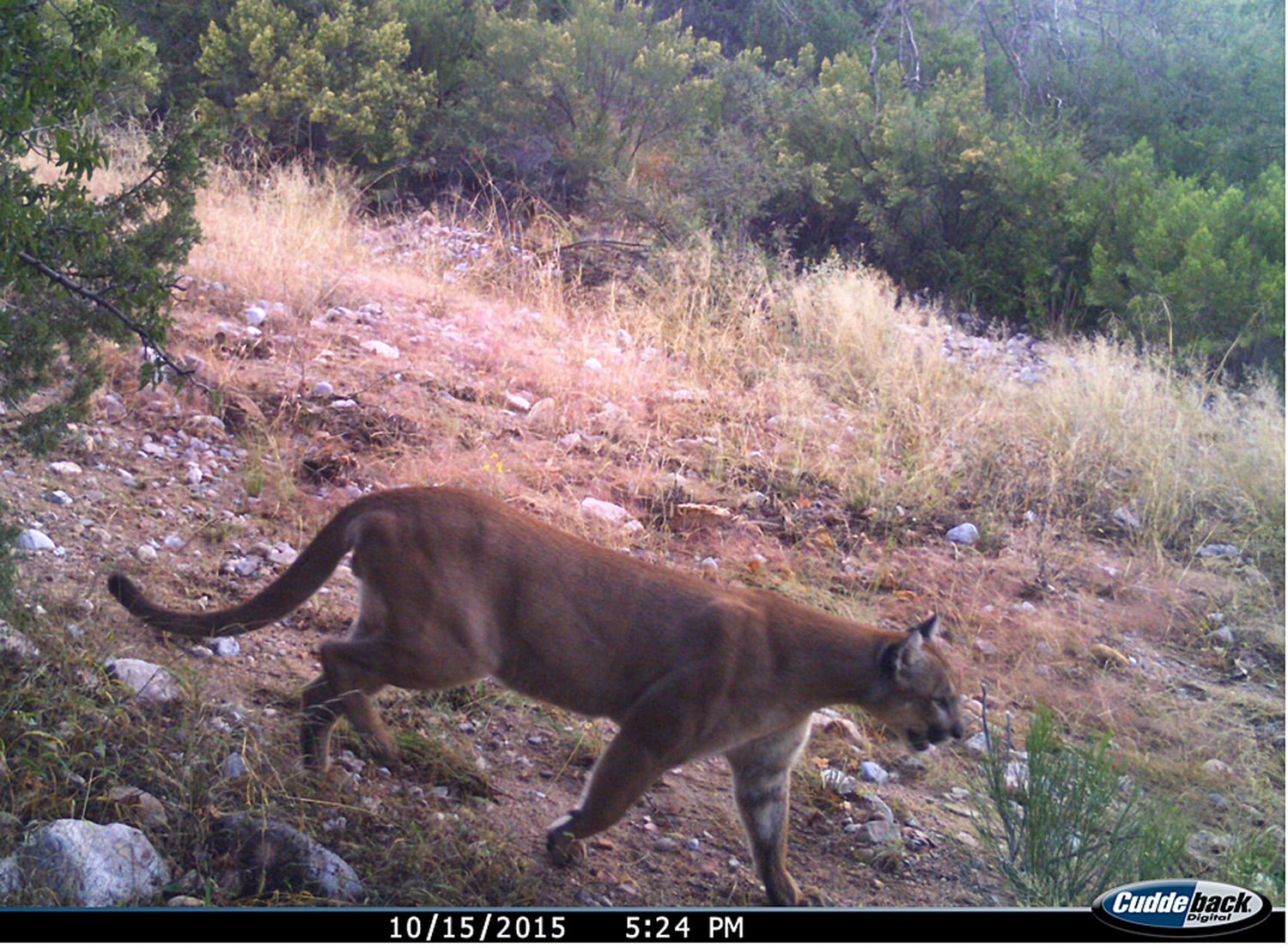 Cougars Haven’t Yet Recolonized the Midwest | Bowhunting.com