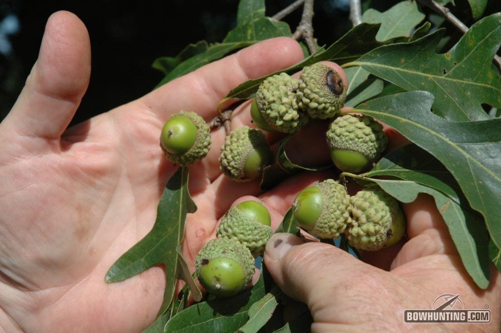 How to Hunt When Acorns are Everywhere | Bowhunting.com