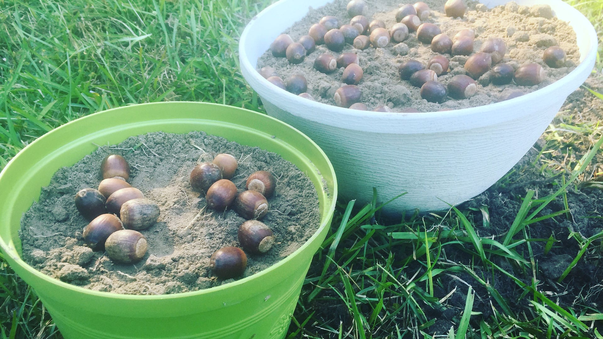 Planting Tree Plots | Bowhunting.com