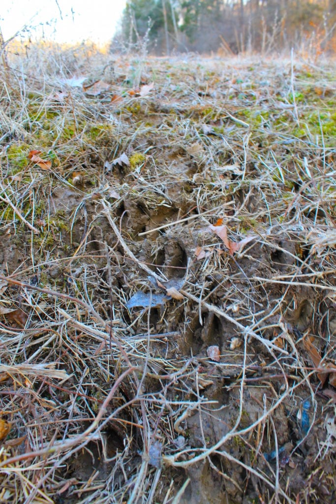 How to Read Deer Trails | Bowhunting.com