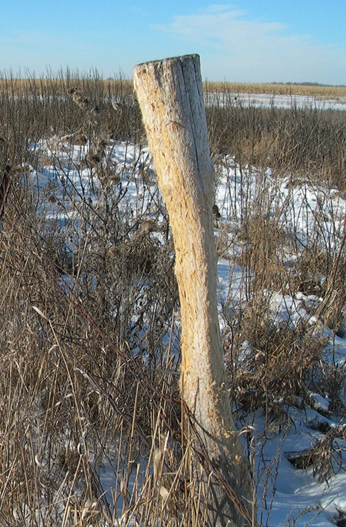 Buck Rubs Never Fail to Fascinate | Bowhunting.com