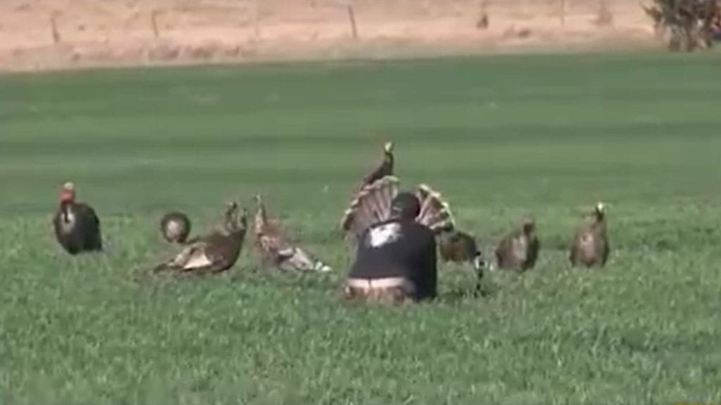 Decoy Crawling for Turkeys: Why it Works So Well | Bowhunting.com