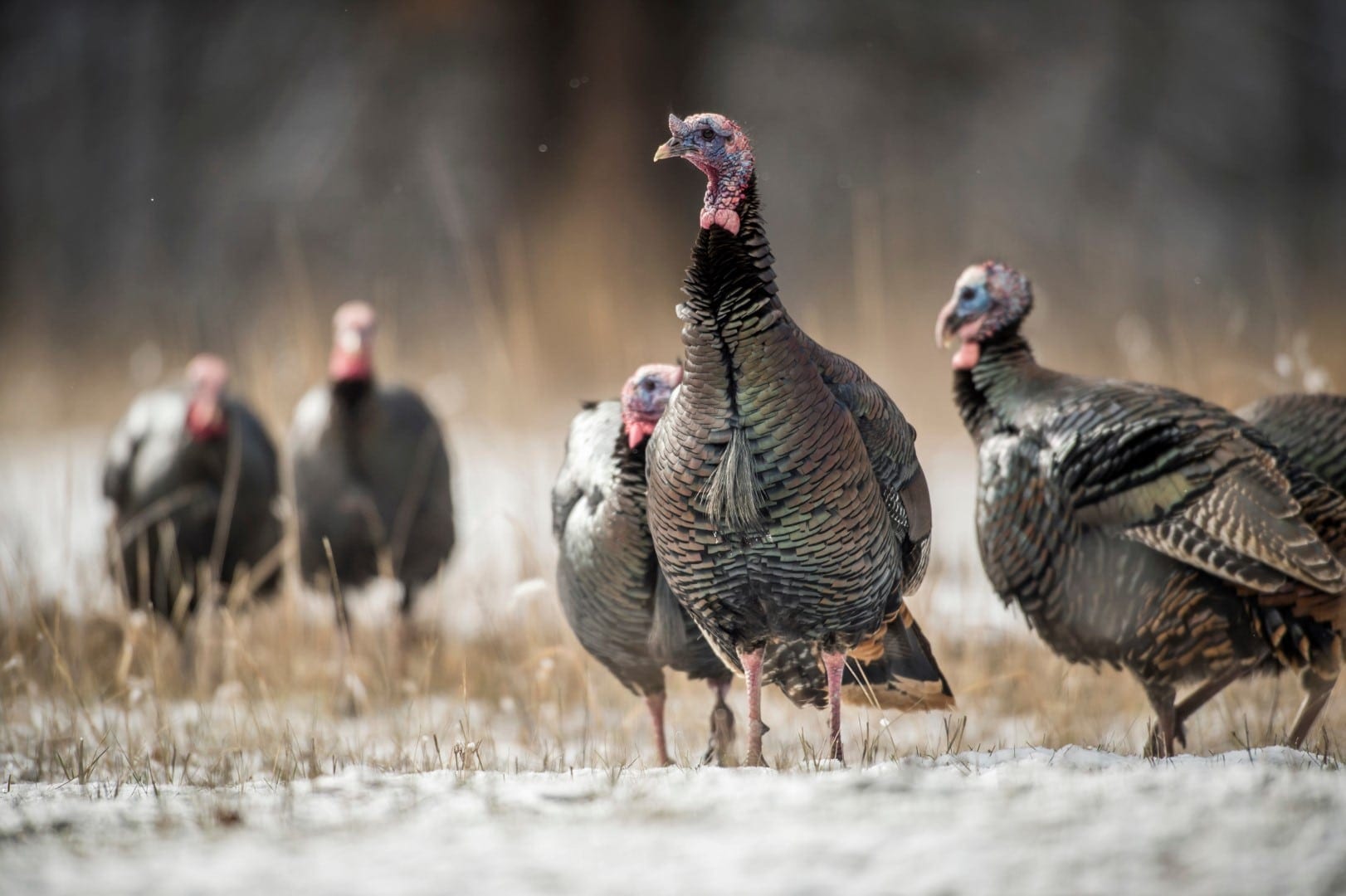 Waiting on Spring: Turkey Photo Essay with John Hafner | Bowhunting.com