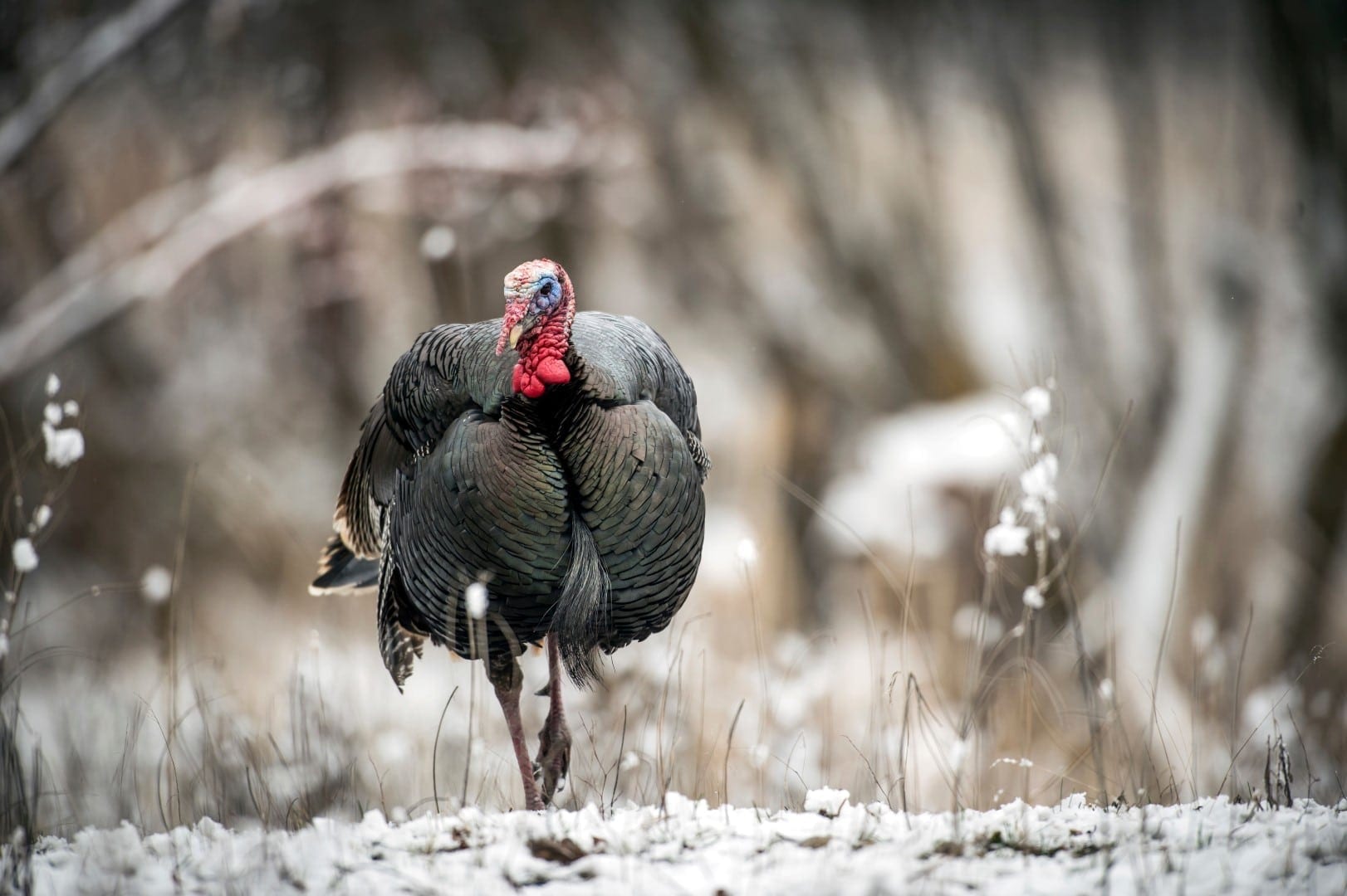 Waiting on Spring: Turkey Photo Essay with John Hafner | Bowhunting.com