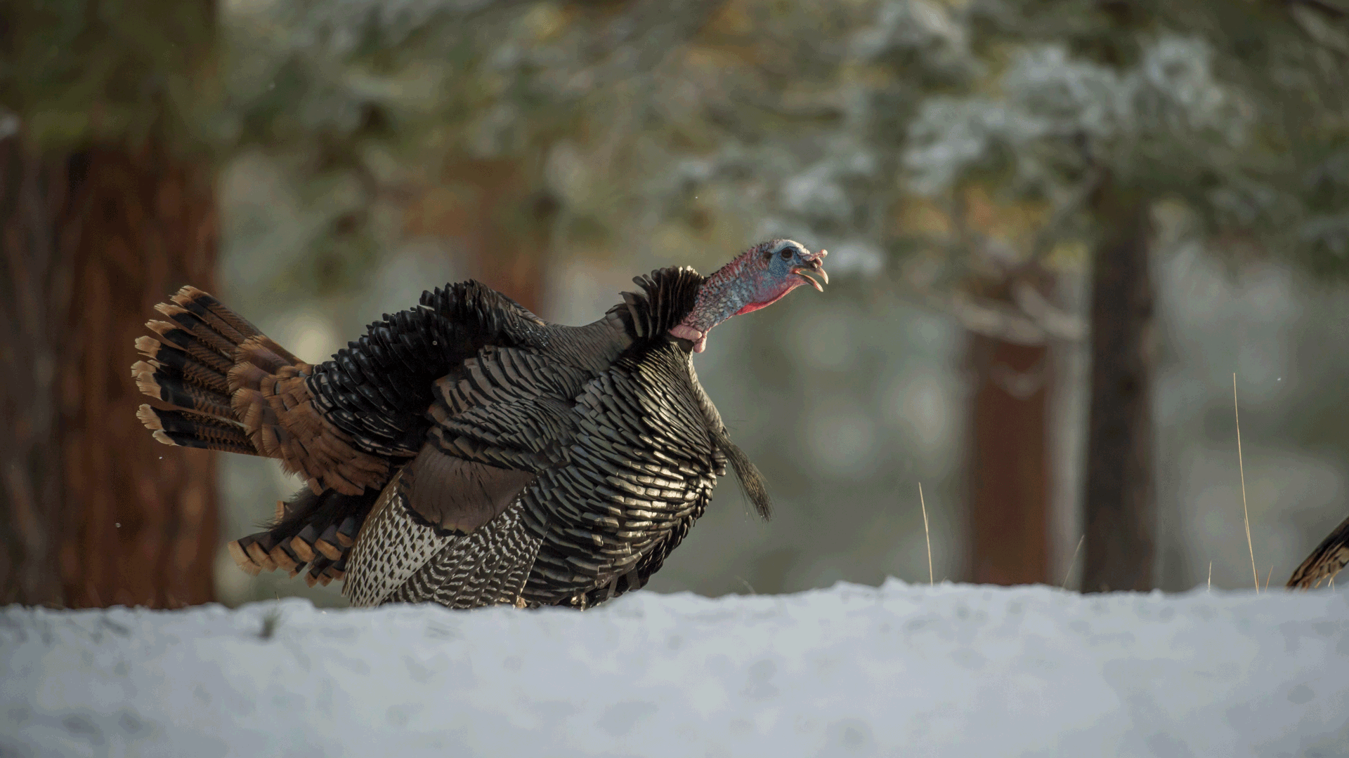 Waiting on Spring: Turkey Photo Essay with John Hafner | Bowhunting.com