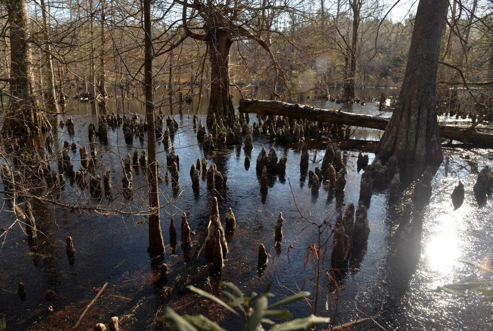 Alabama Hunt Club Stirs History’s Ashes | Bowhunting.com