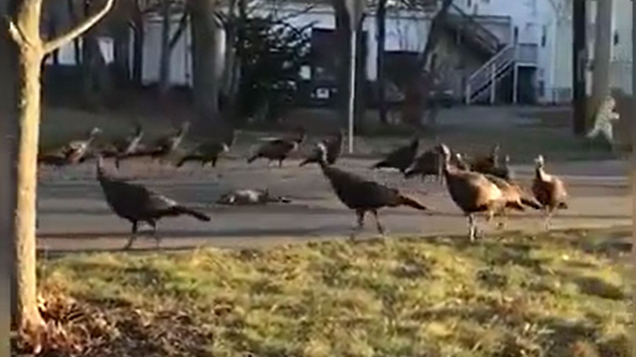 Flock of Turkeys Circle Dead Cat | Bowhunting.com