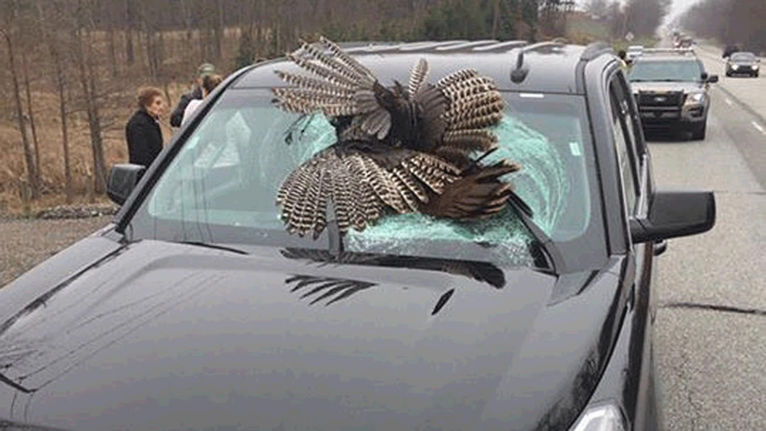 Turkey Crashes Through Windshield | Bowhunting.com
