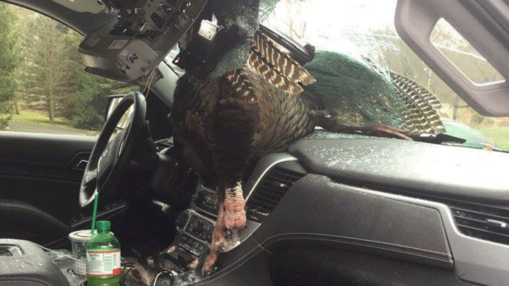 Turkey Crashes Through Windshield | Bowhunting.com