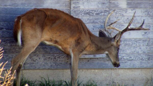 Here's a look at the difference in EHD and CWD in whitetail deer.