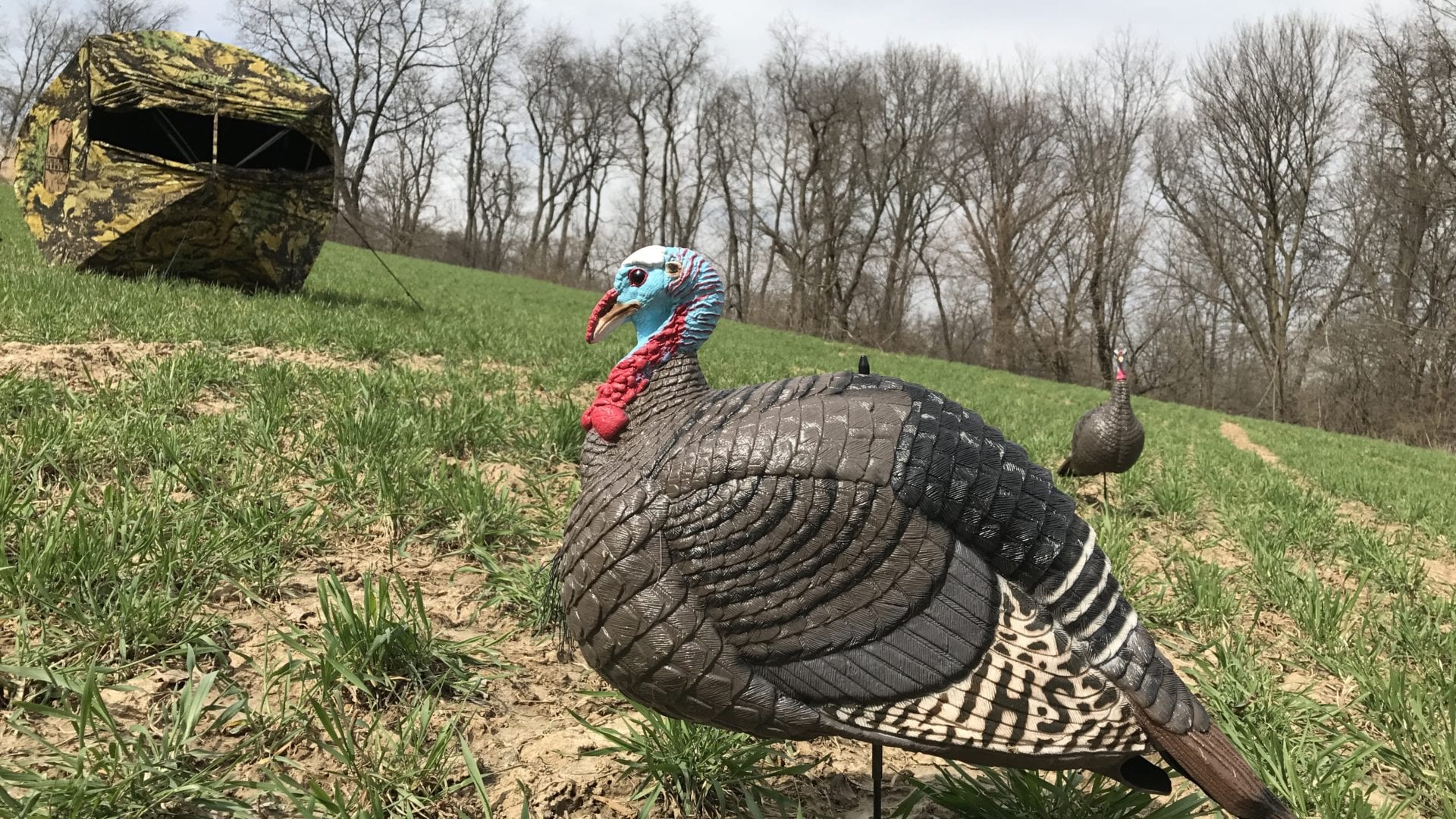 Run-n-Gun Bowhunting for Turkeys: 6 Moves You Should Make