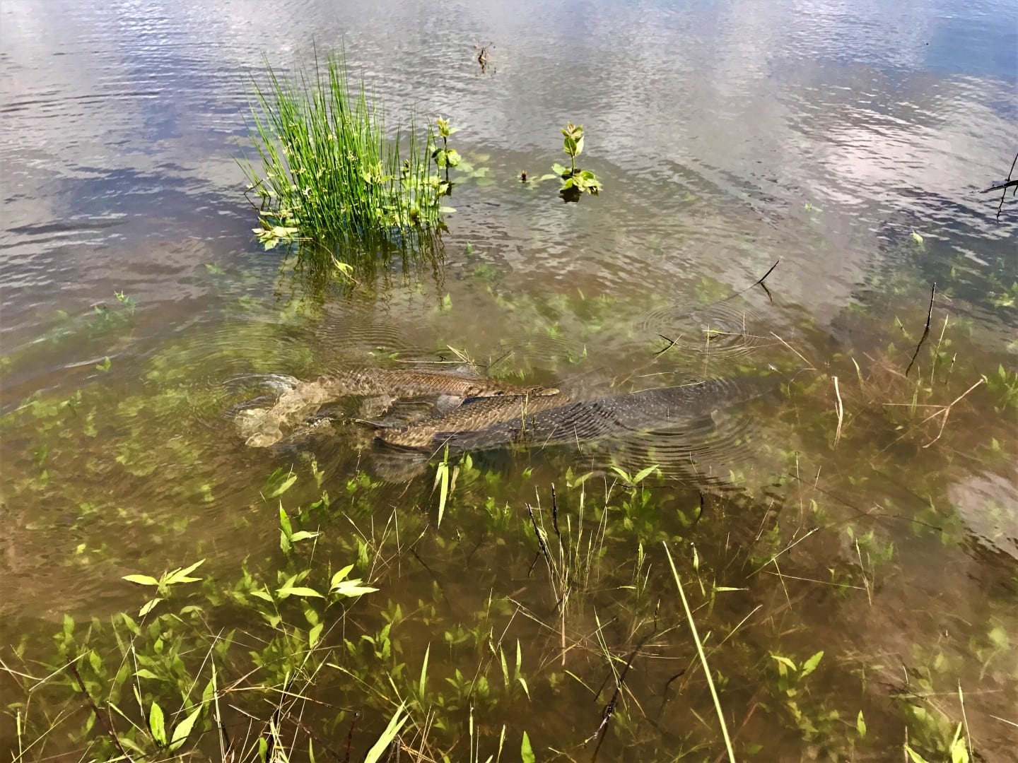Bowfishing the Gar Hole | Bowhunting.com