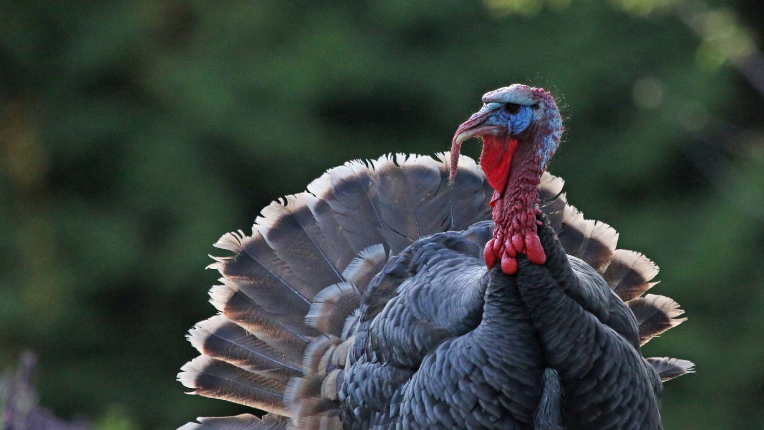 Overrated or Underrated? Turkey Vision | Bowhunting.com