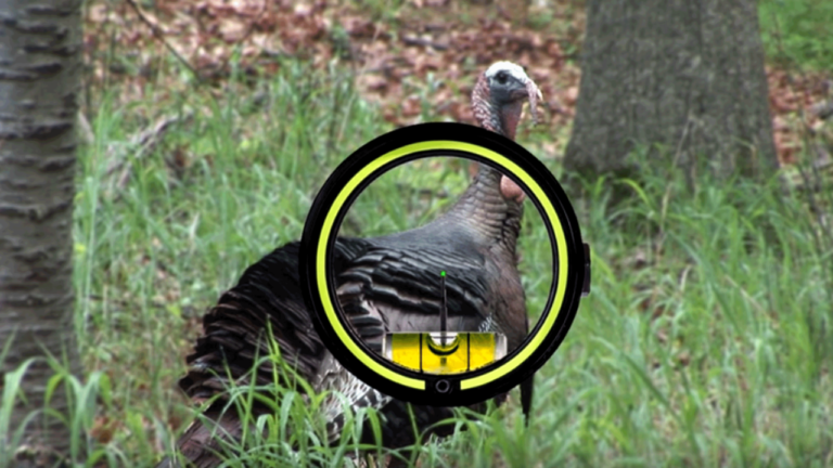 Strutting or Relaxed: What's the Best Turkey Shot to Take?